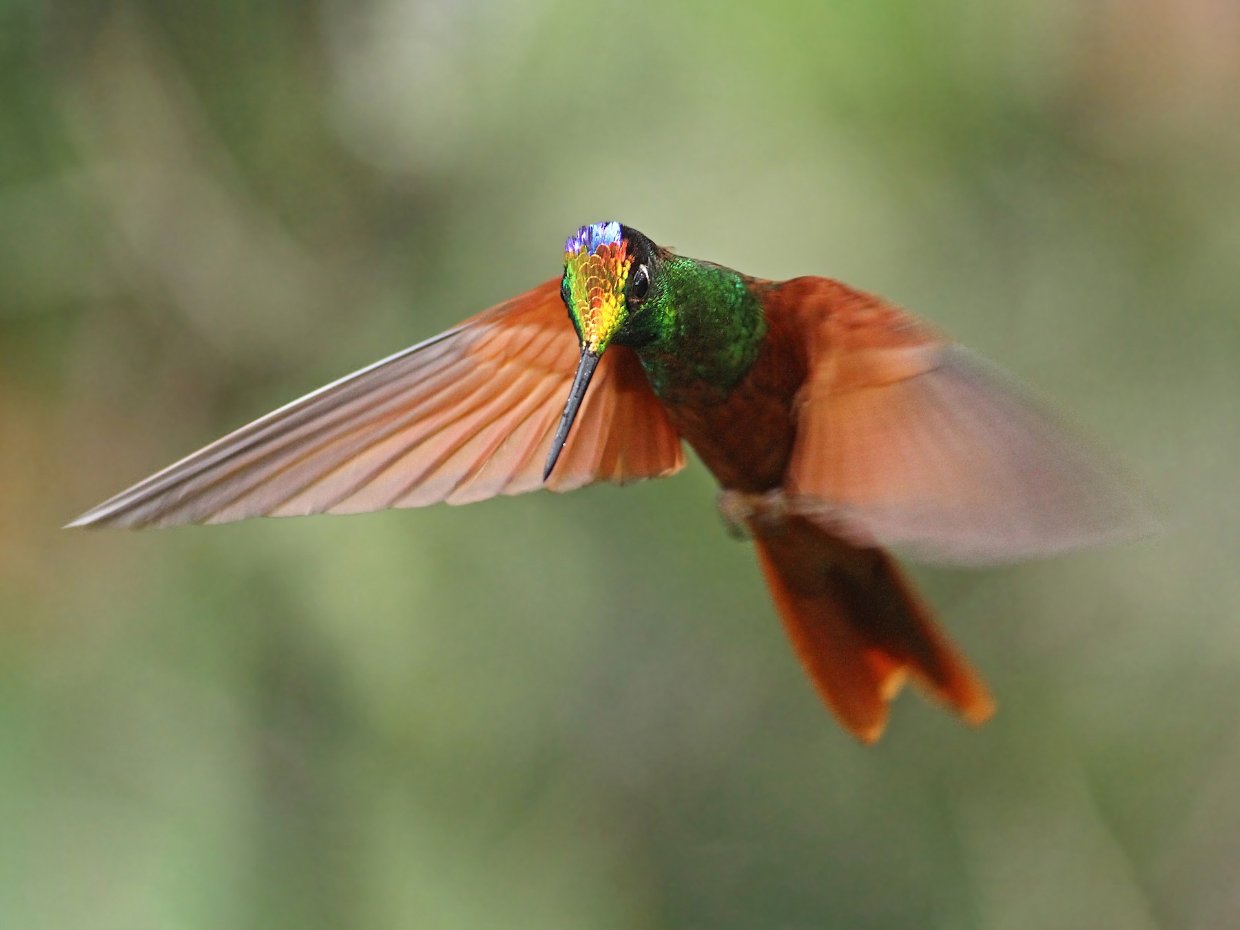 Rainbow Hummingbirds
