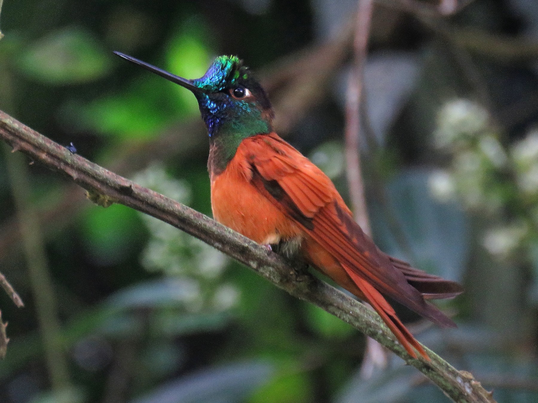 Rainbow Starfrontlet - eBird