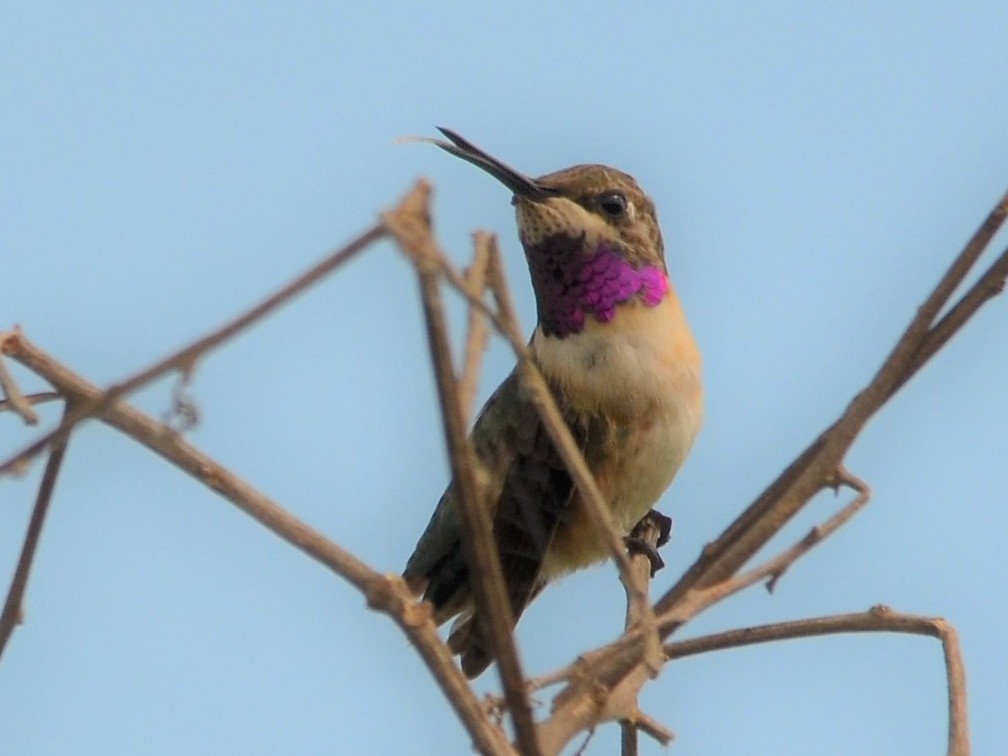 Short-tailed Woodstar - eBird
