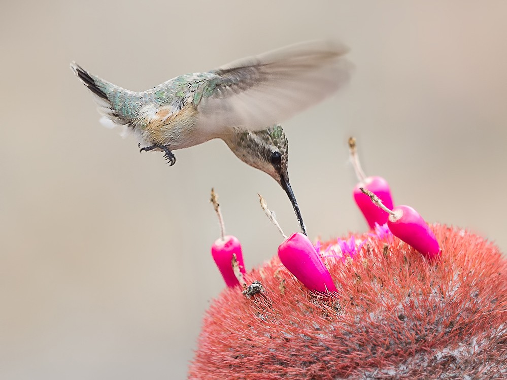 Short-tailed Woodstar - eBird