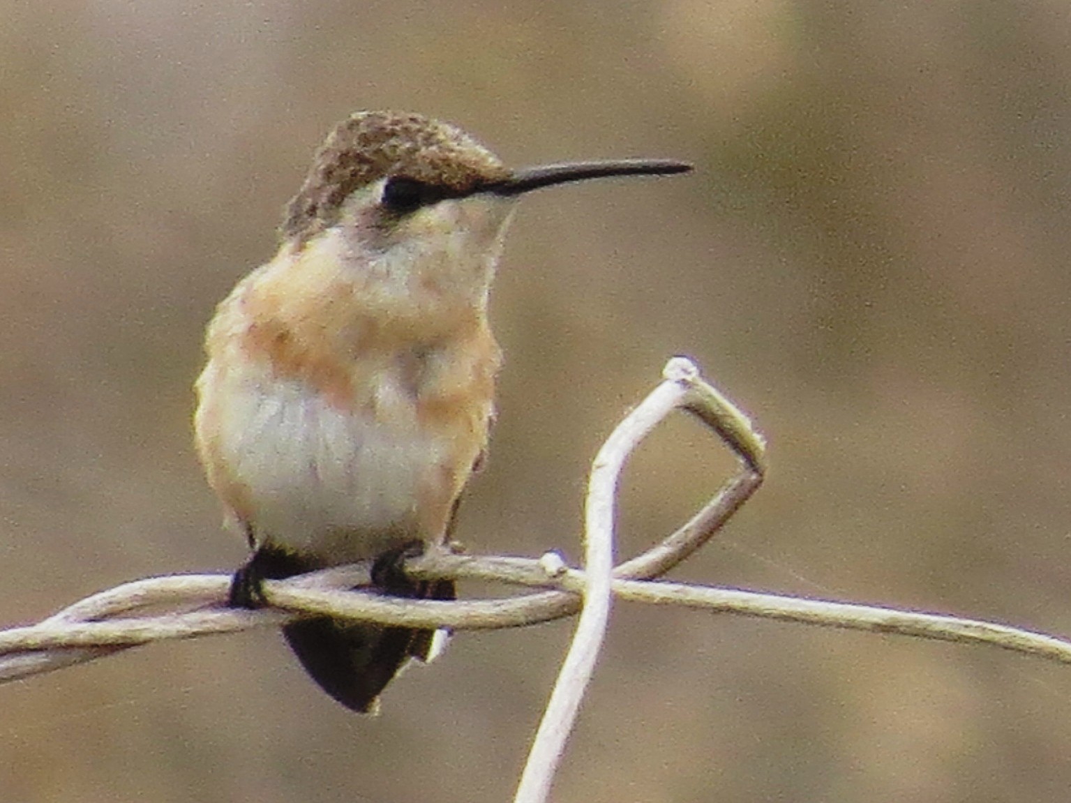 Short-tailed Woodstar - eBird