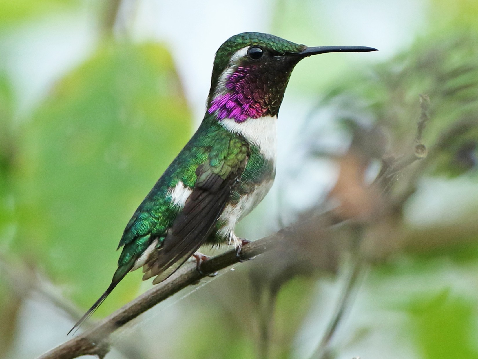 Colibrí de Esmeraldas - eBird