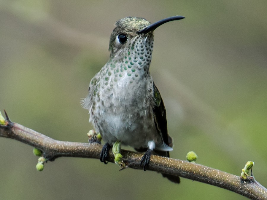 Spot-throated Hummingbird - eBird