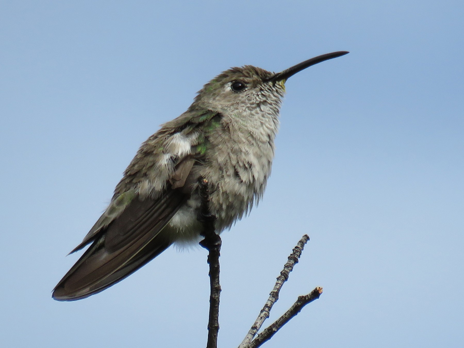 Spot-throated Hummingbird - eBird