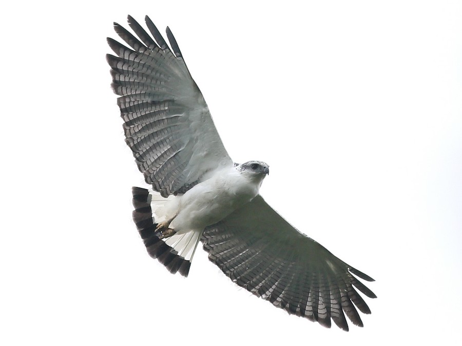 Gray-backed Hawk - eBird