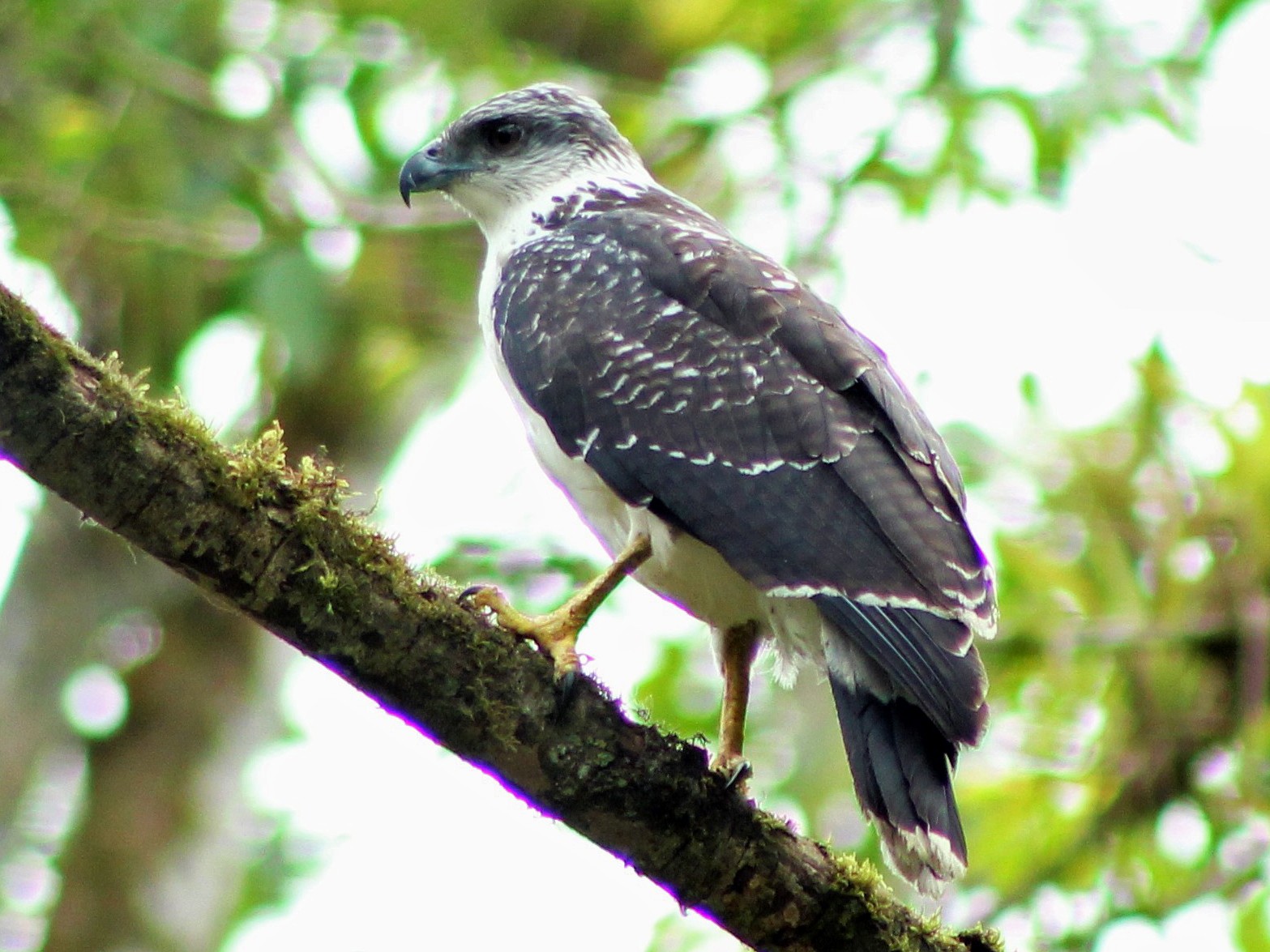 Gray-backed Hawk - eBird