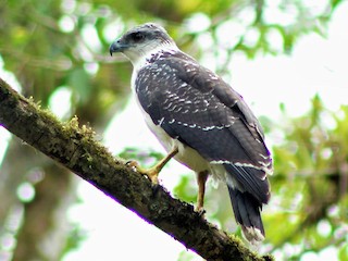 Gray-backed Hawk - eBird