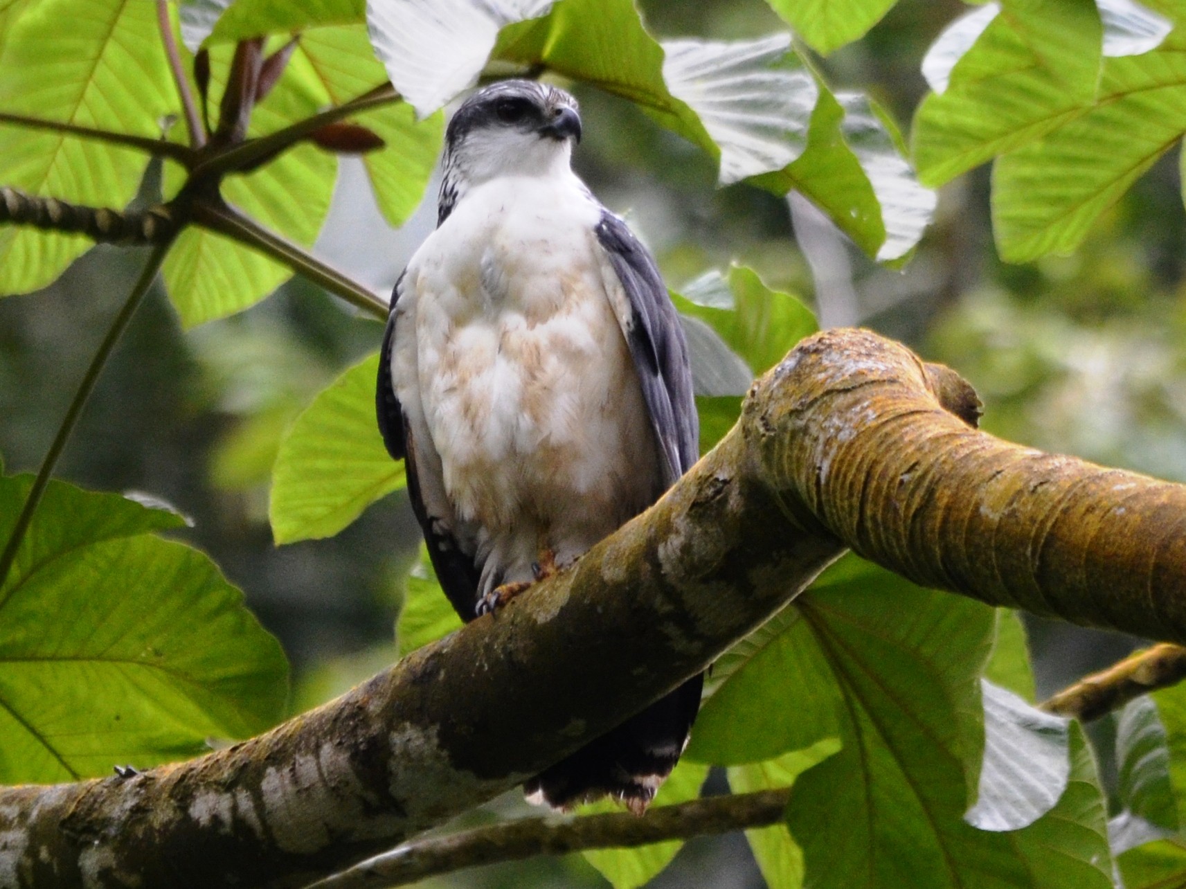 Grey-backed Hawk - eBird