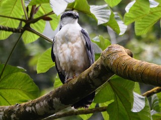 Gray-backed Hawk - eBird