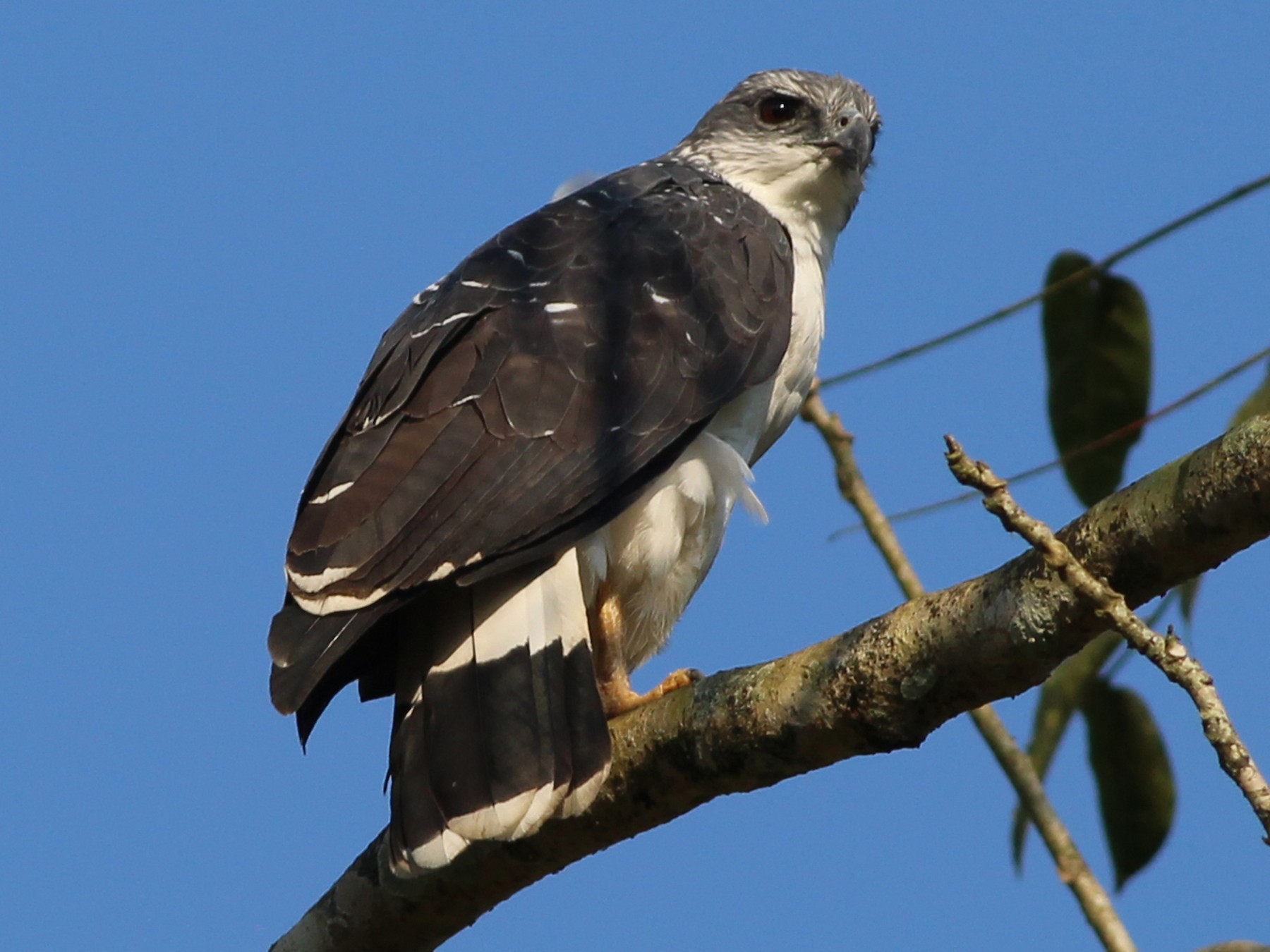 gray-backed hawk - eBird