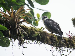 Gray-backed Hawk - eBird
