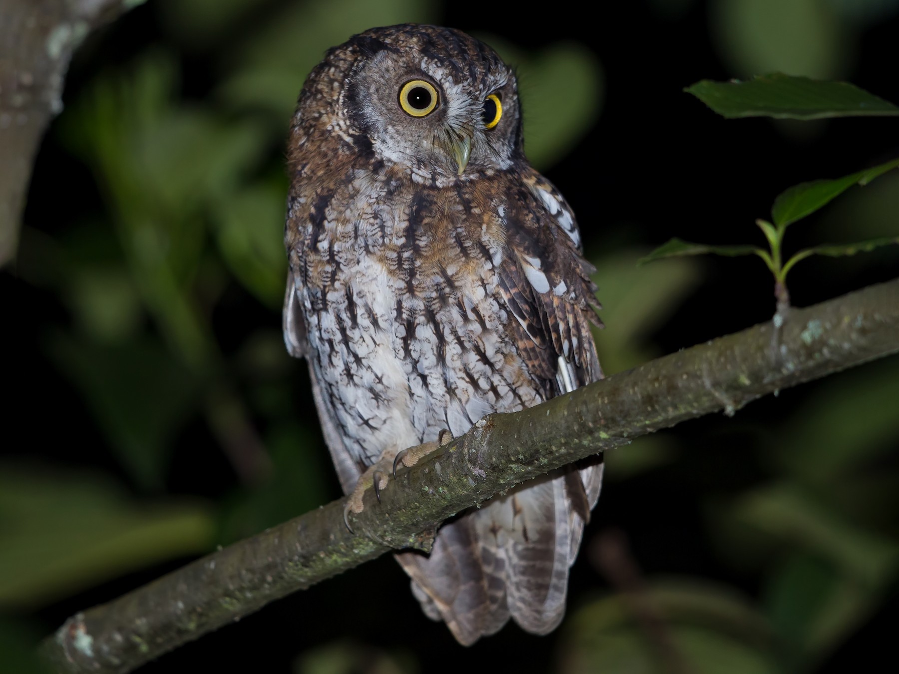 Koepcke's Screech-Owl - eBird