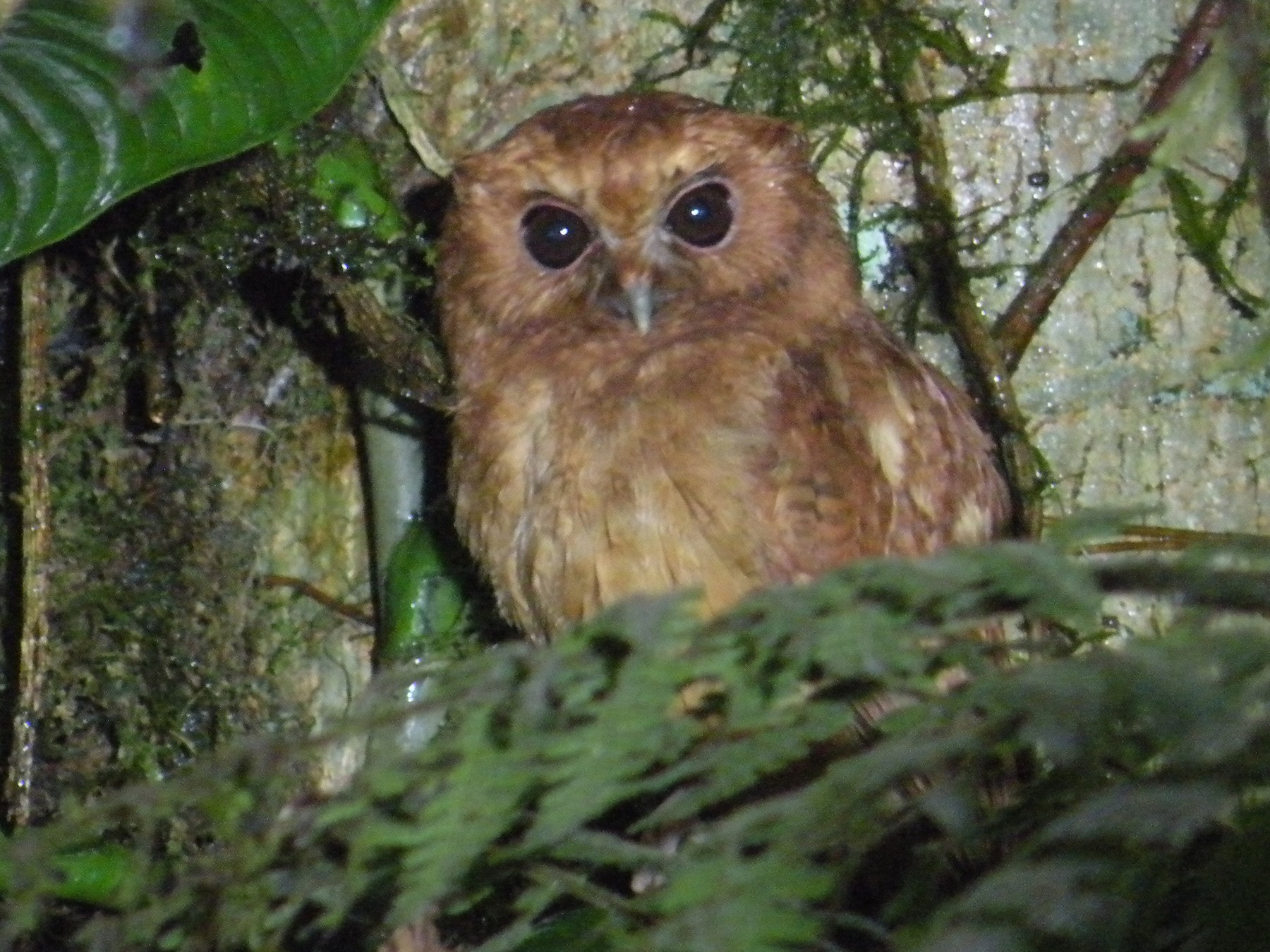 Cinnamon Screech-Owl - eBird