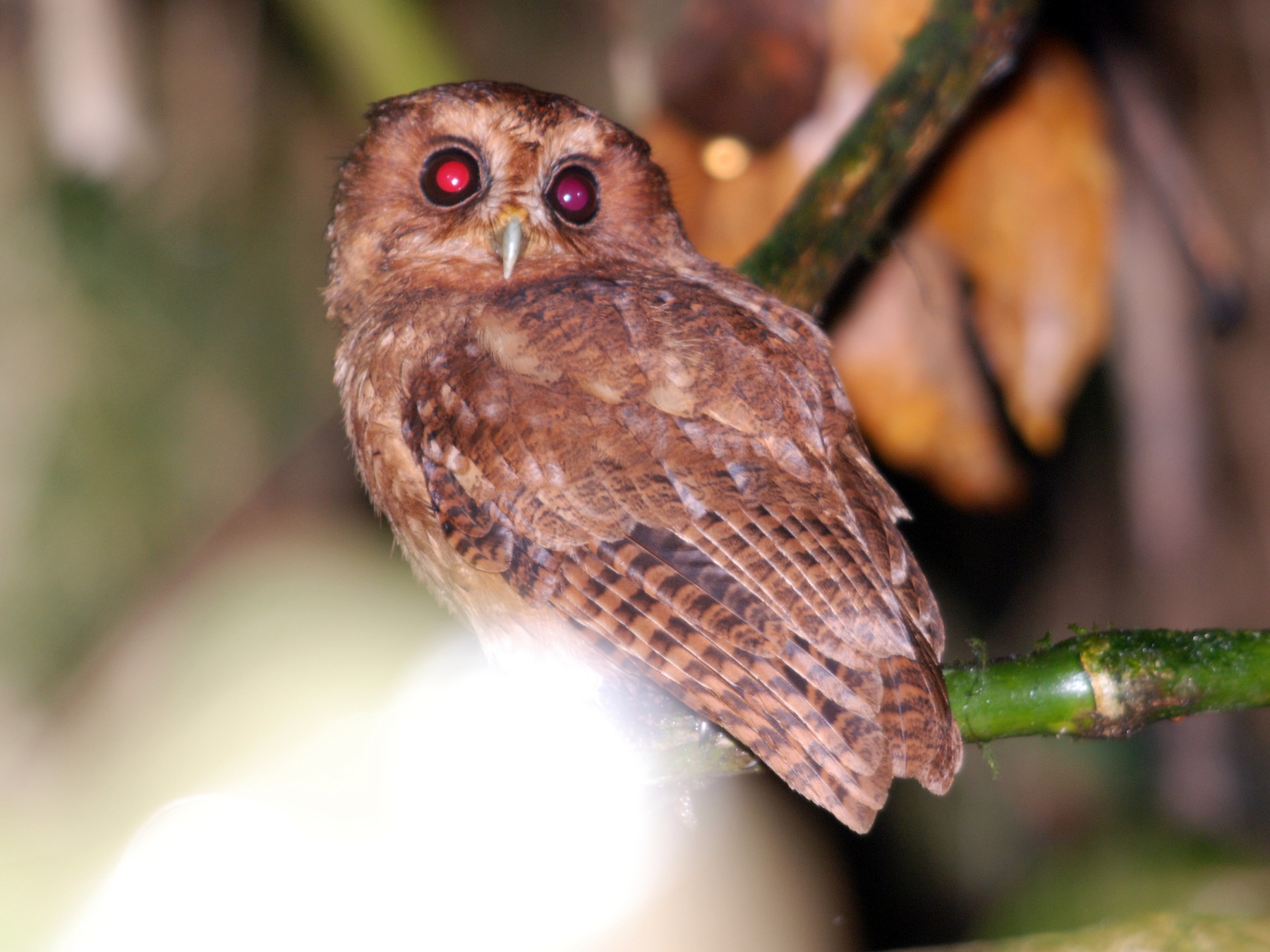 Cinnamon Screech-Owl - eBird