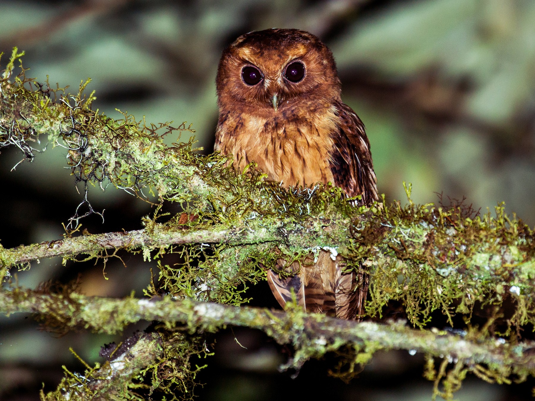 Cinnamon Screech-Owl - eBird
