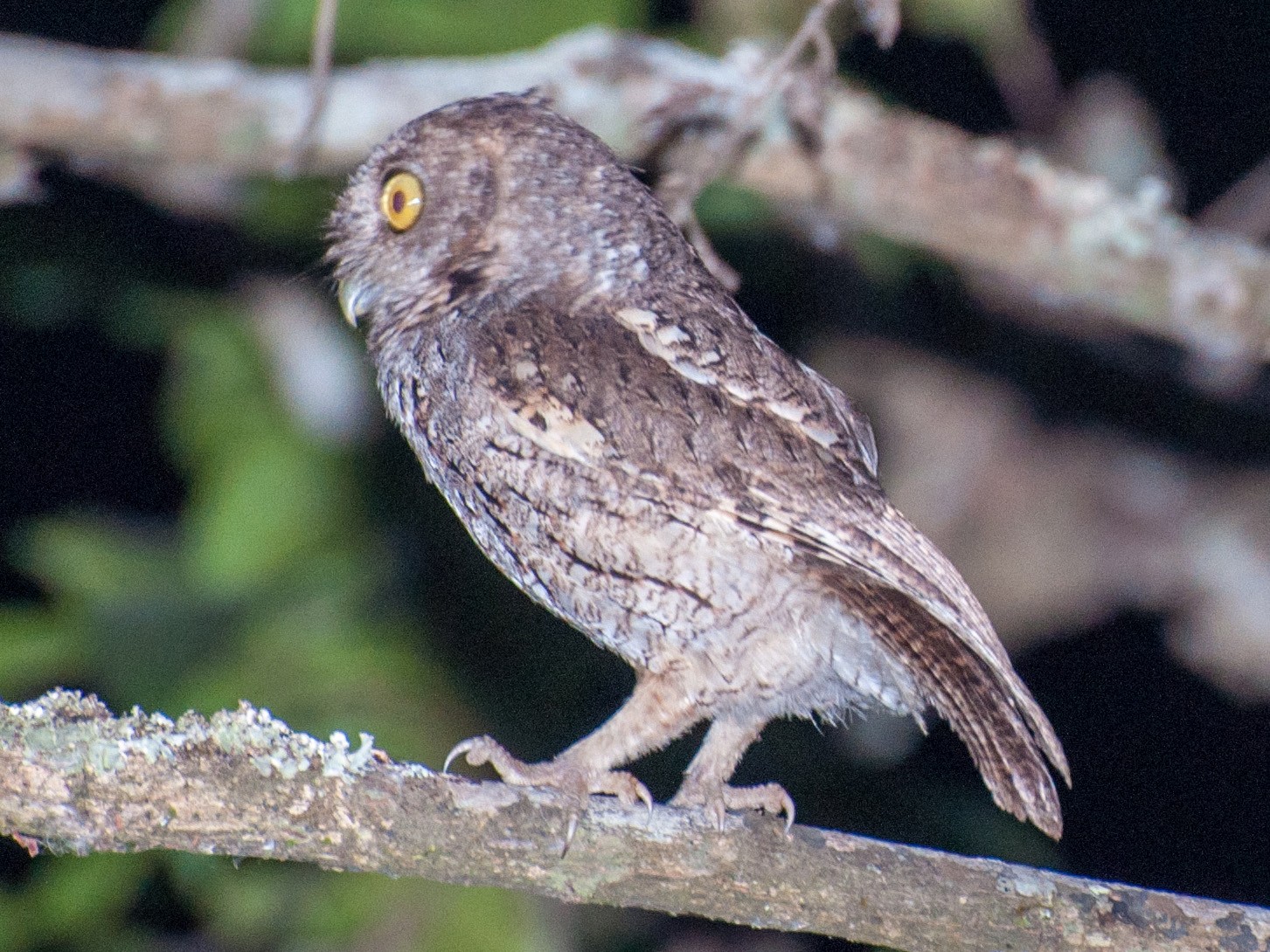 peruvian screech-owl - eBird