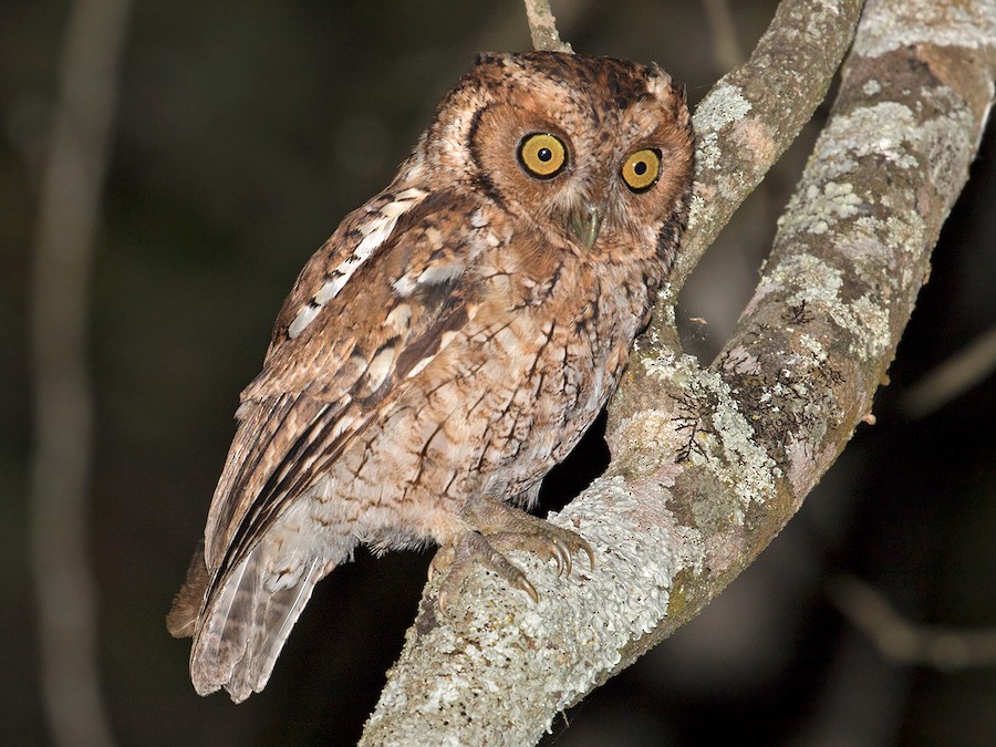 West Peruvian Screech Owl - eBird