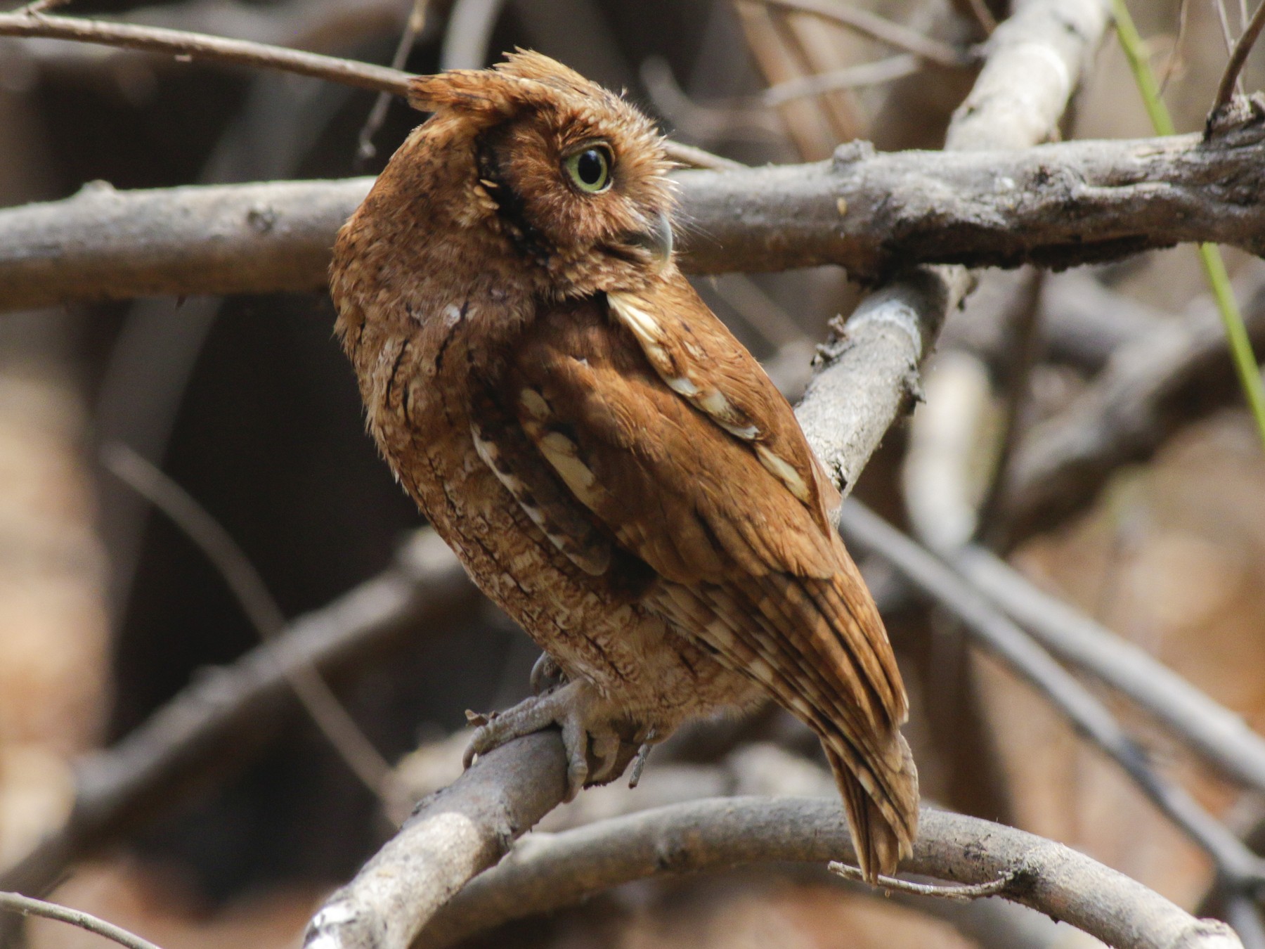 Peruvian Screech-Owl - eBird