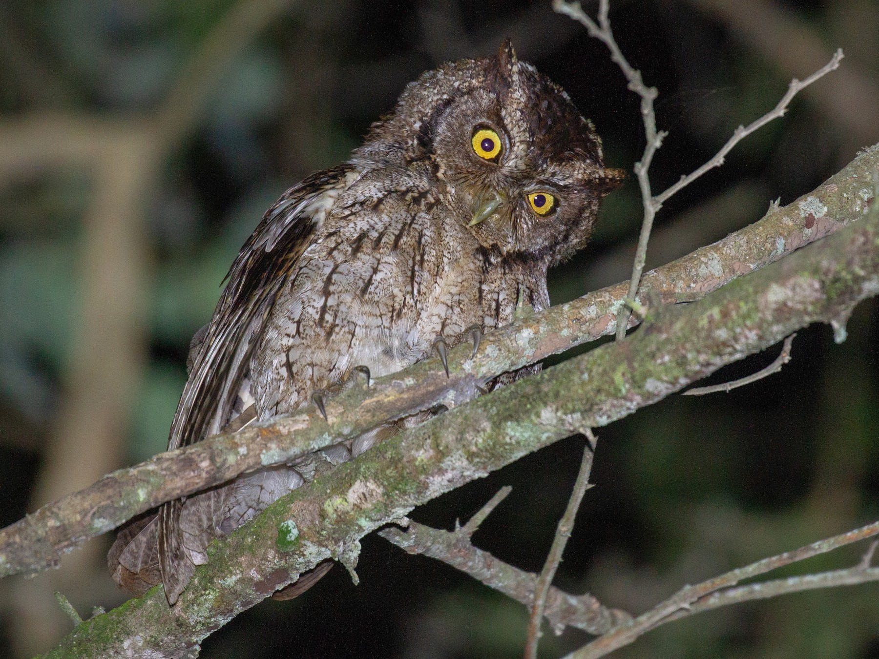 Peruvian Screech-Owl - eBird