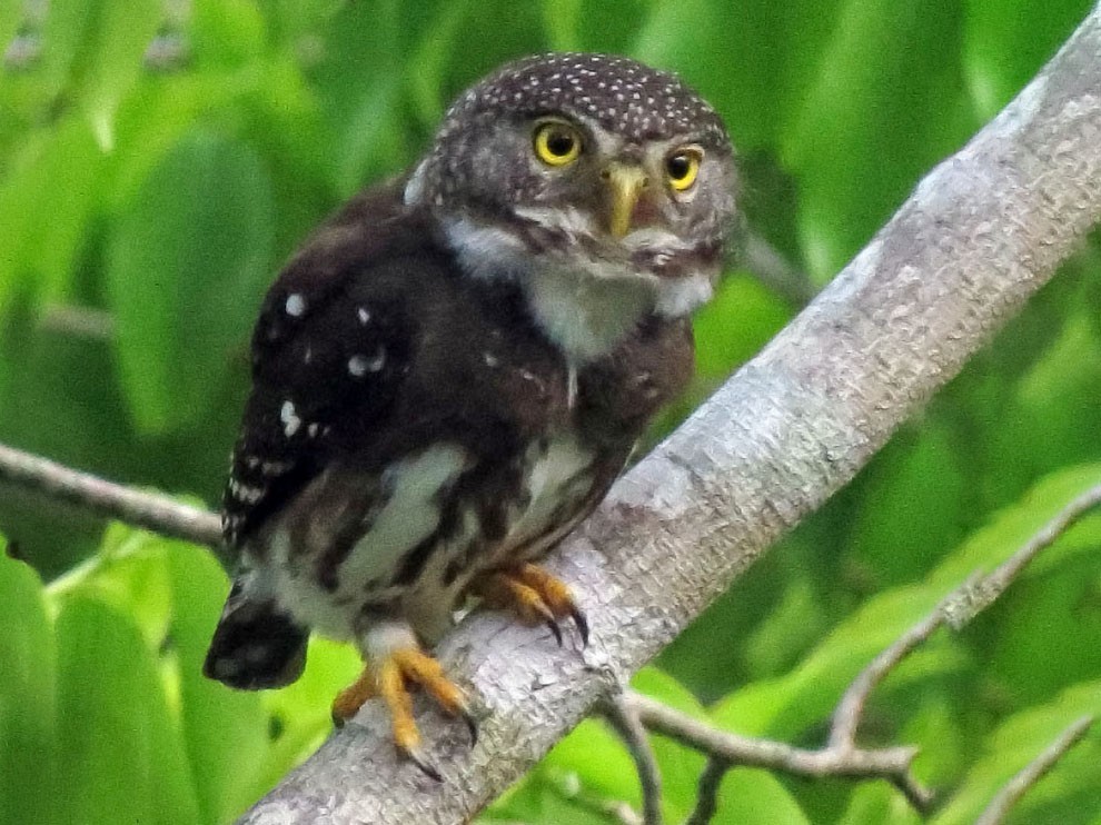 Subtropical Pygmy-Owl - eBird