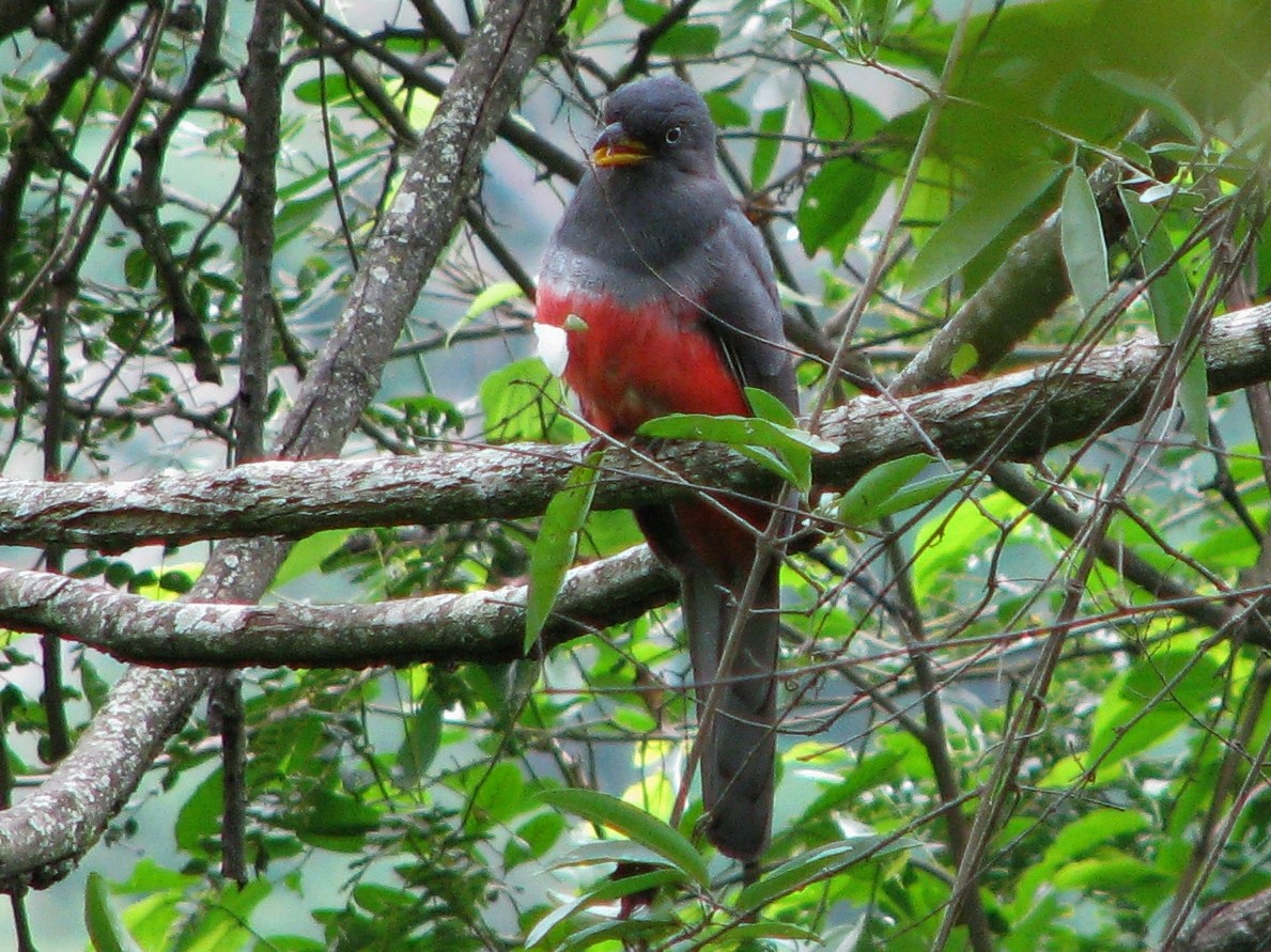 Trogón Colinegro Occidental - eBird
