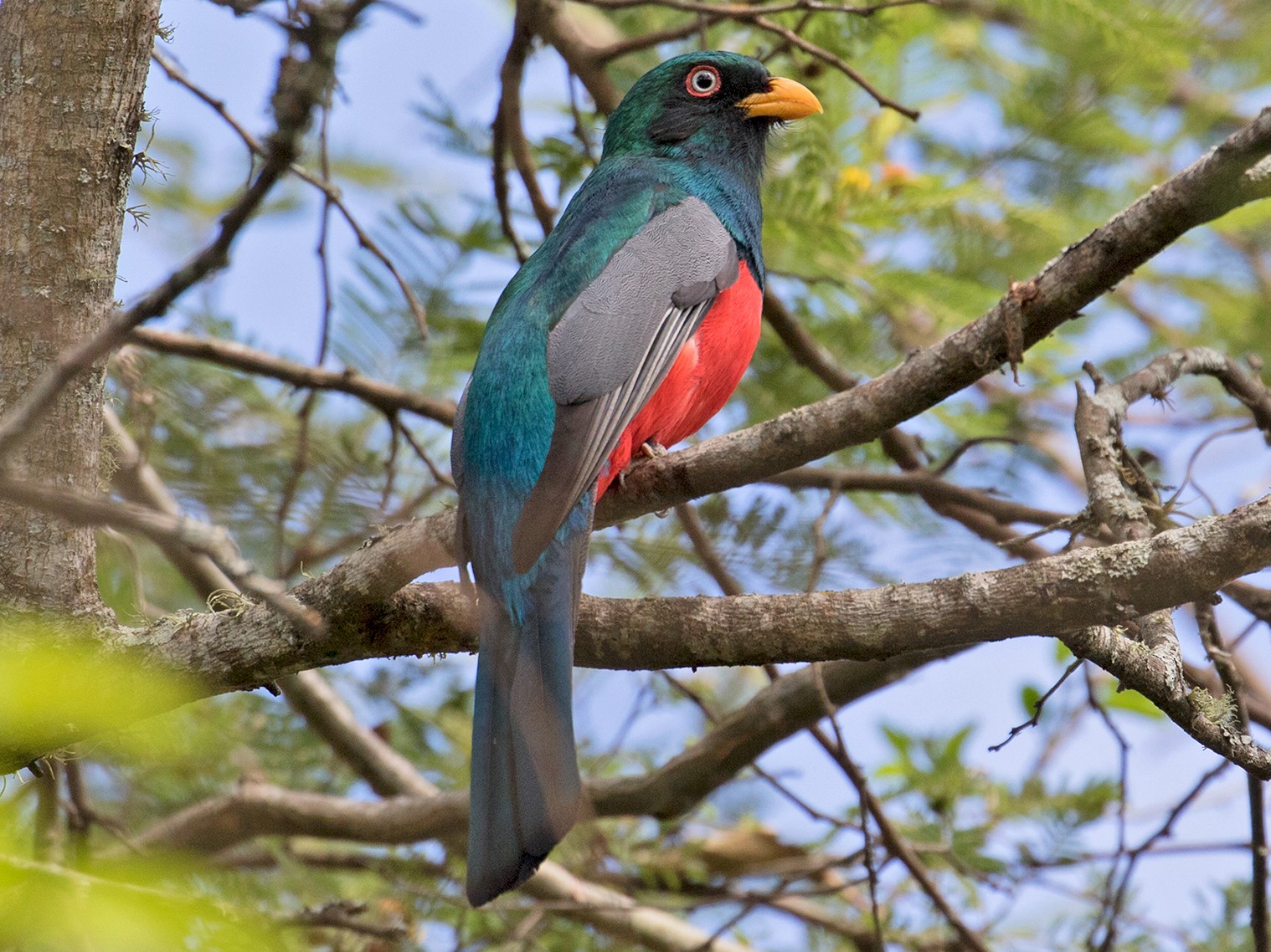 Ecuadorian Trogon - eBird
