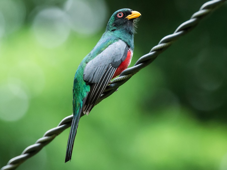 Ecuadorian Trogon - eBird