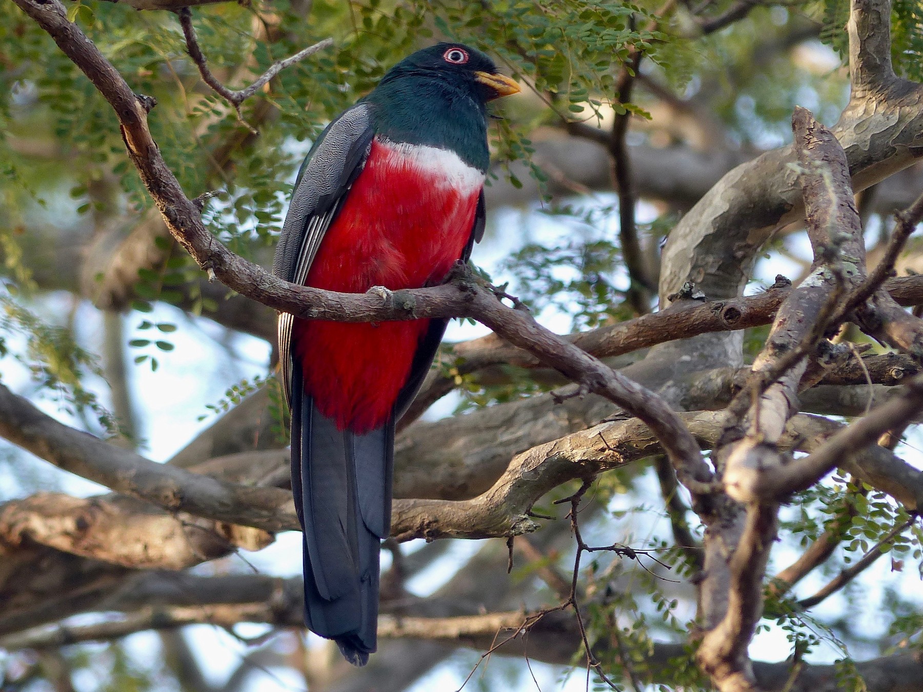 Ecuadorian Trogon - eBird