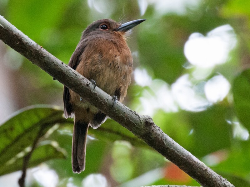 Brown Nunlet - eBird