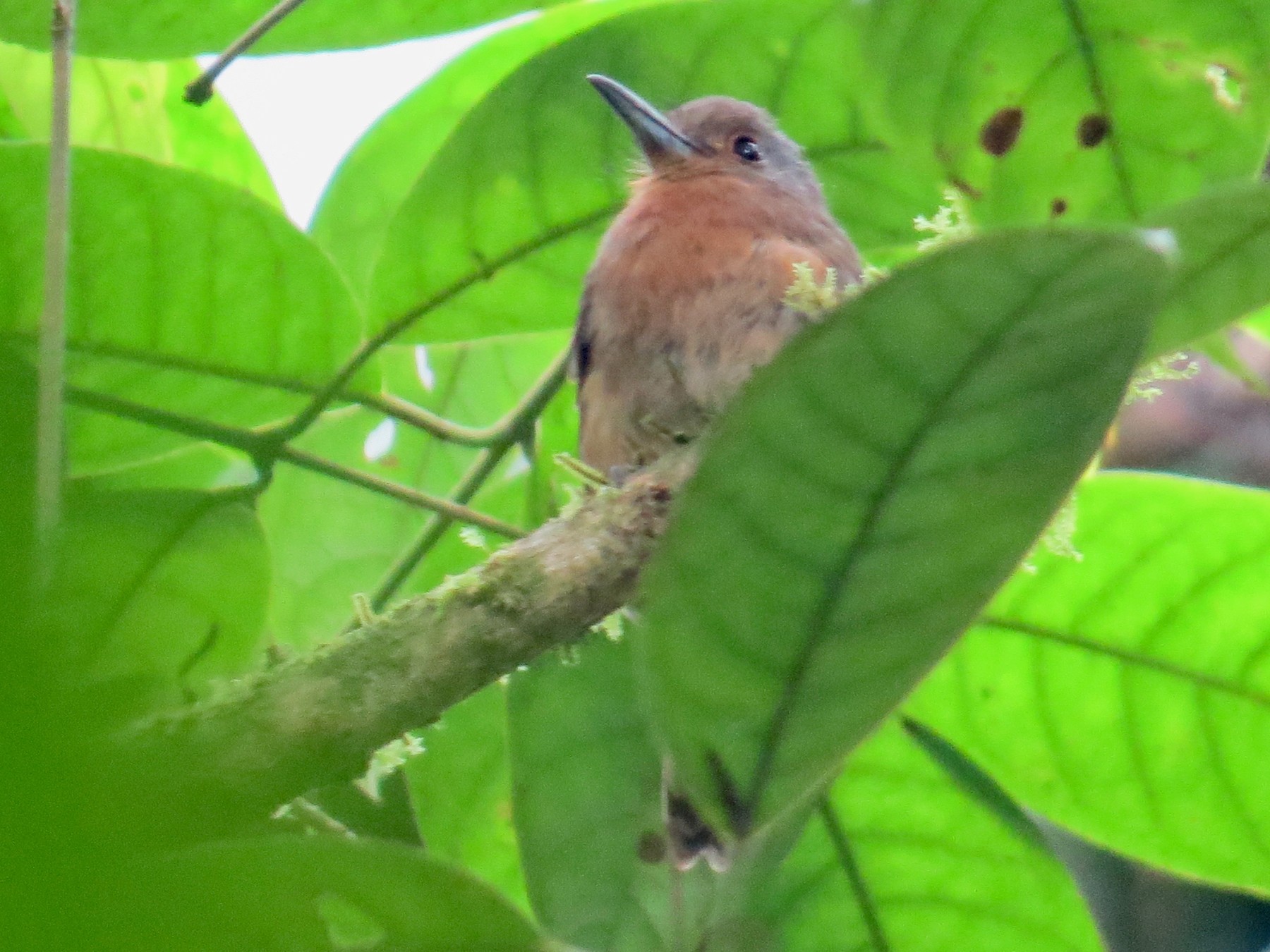 Brown Nunlet - eBird