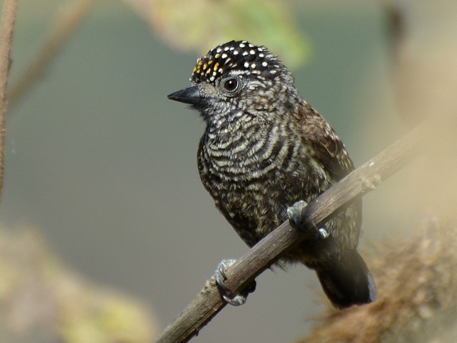 Ecuadorian Piculet - eBird