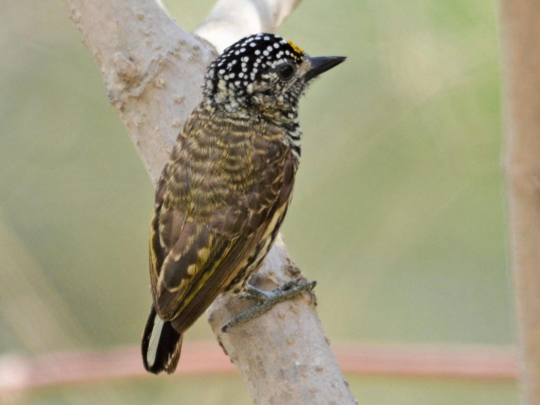 Ecuadorian Piculet - eBird