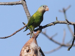 Gray-cheeked Parakeet - eBird
