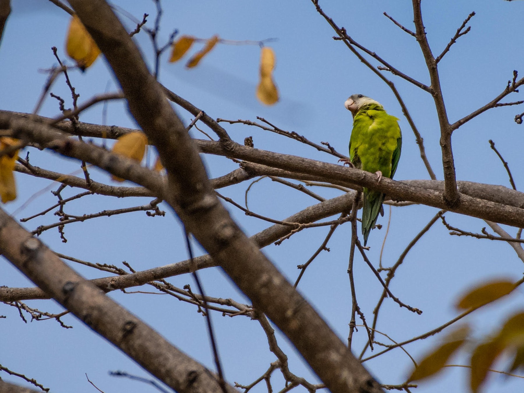Grey-cheeked Parakeet - eBird