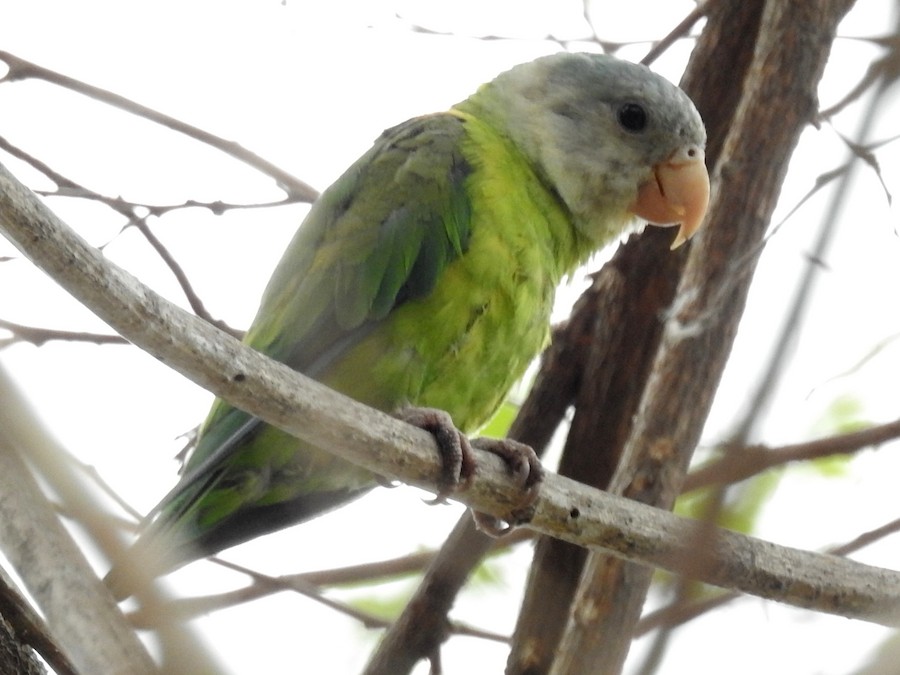 Gray-cheeked Parakeet - eBird