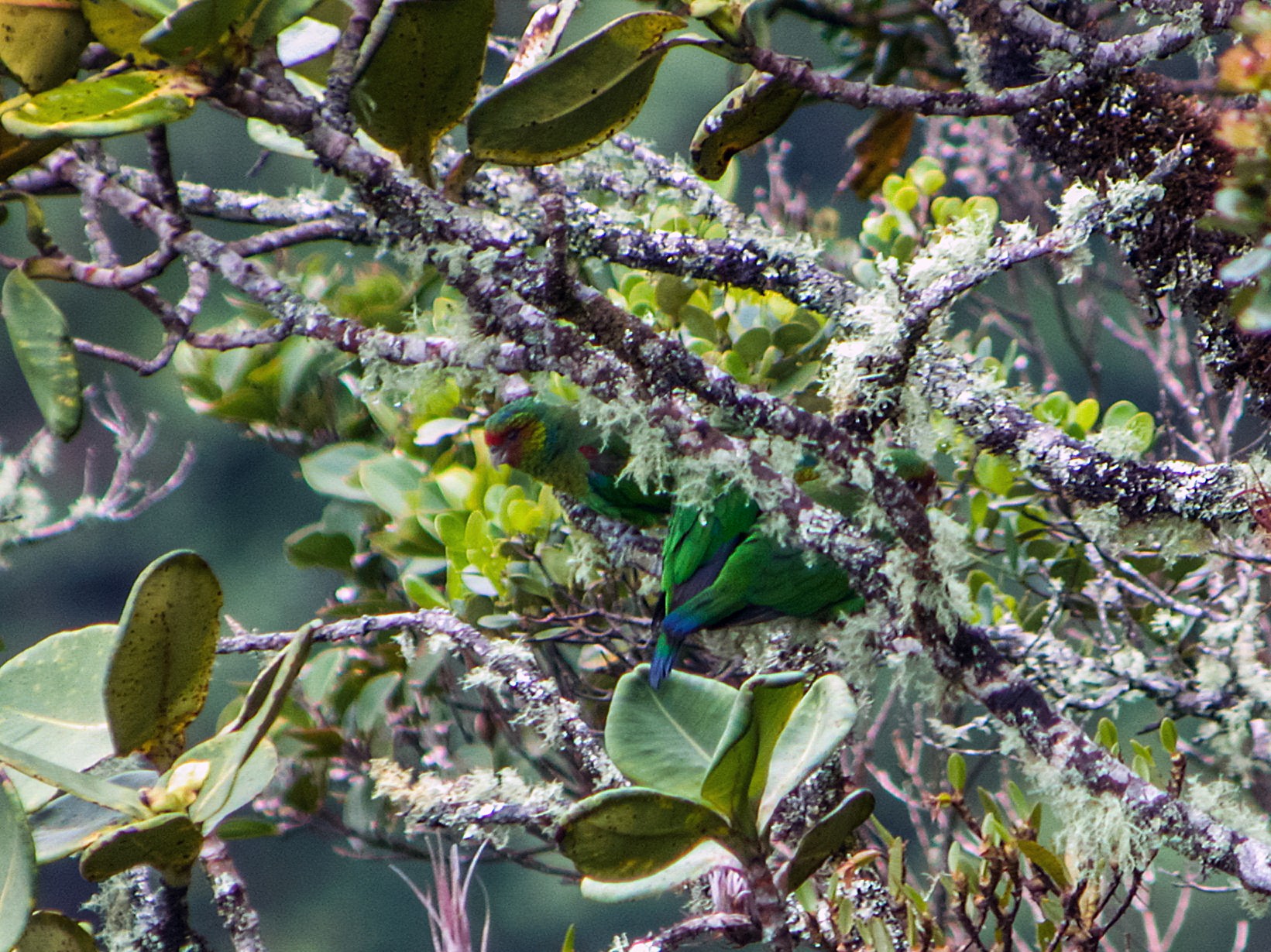 Lorito Ecuatoriano - eBird