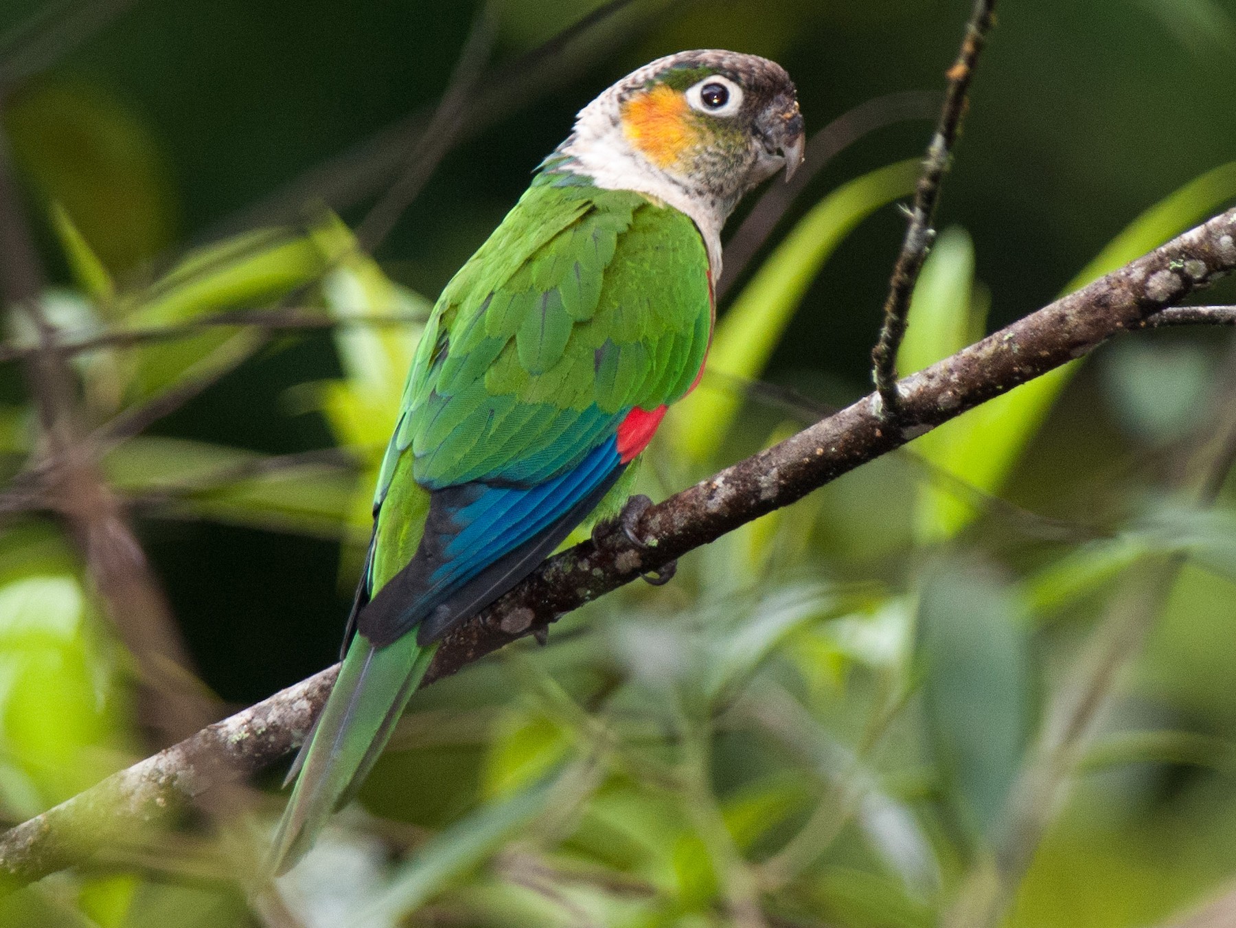 White-breasted Parakeet - eBird
