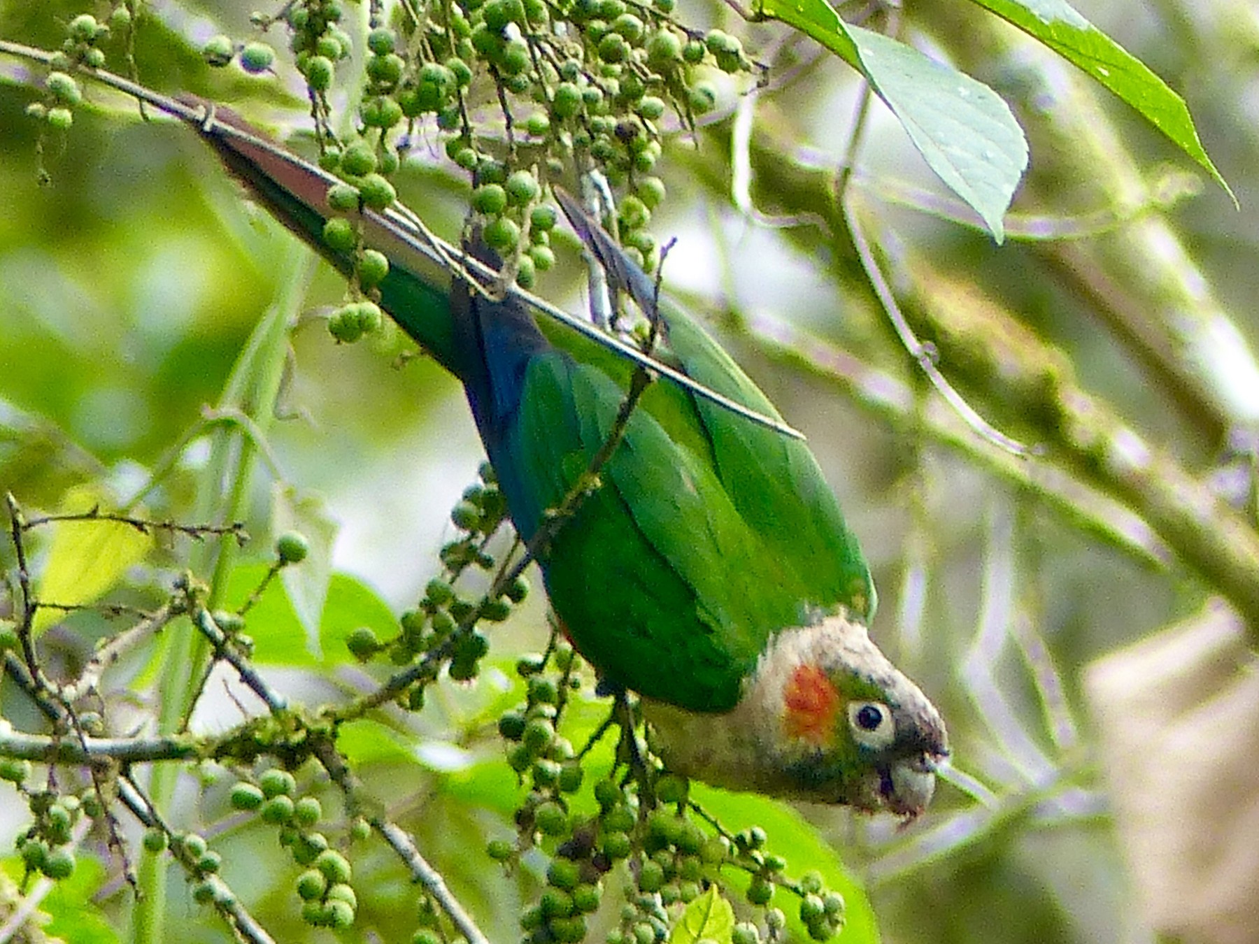Cotorra Cuelliblanca - eBird
