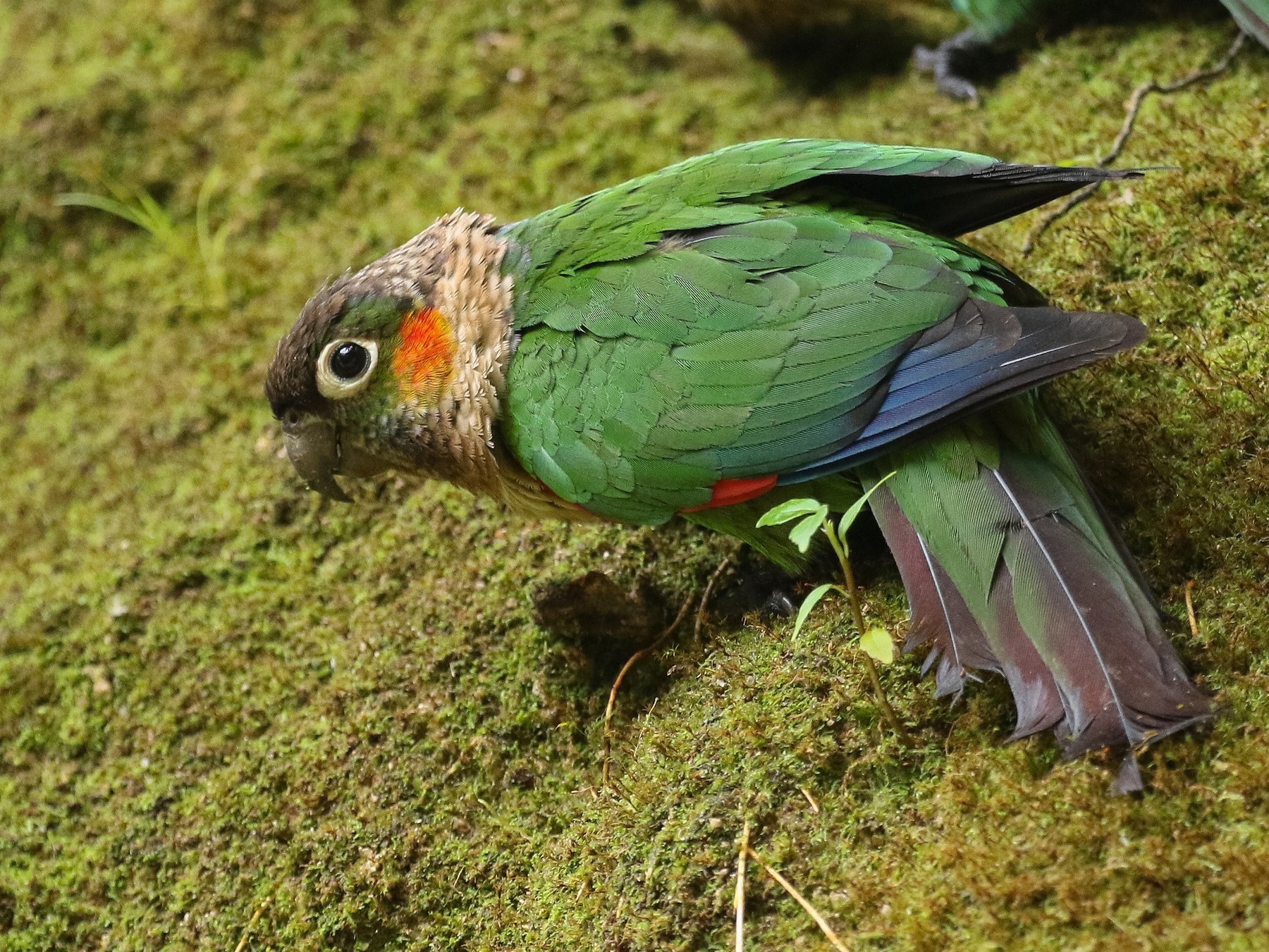 White-necked Parakeet - eBird