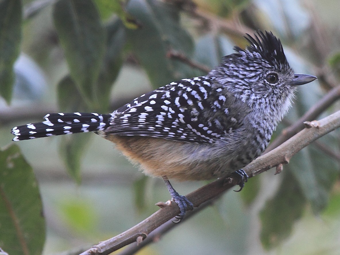Batara de Chapman - eBird