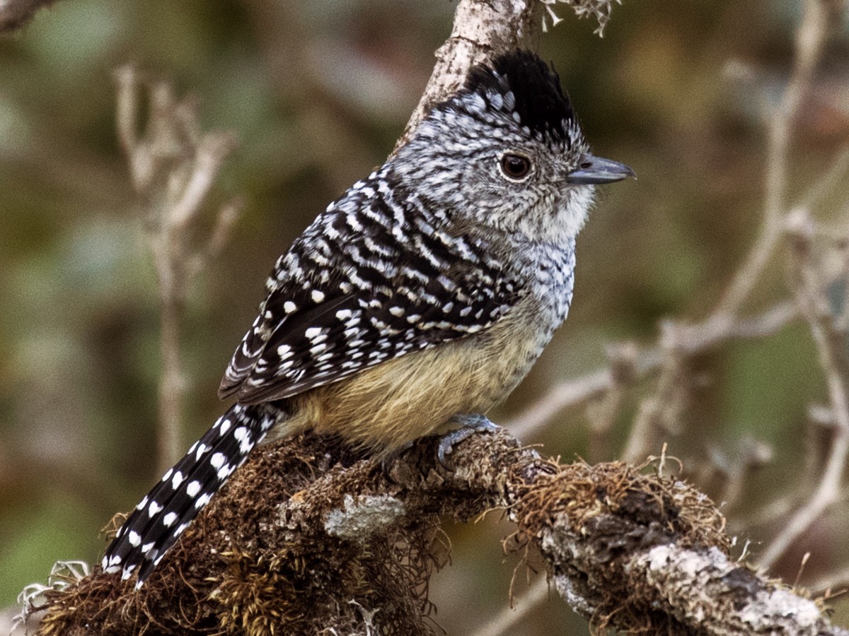 Batara de Chapman - eBird