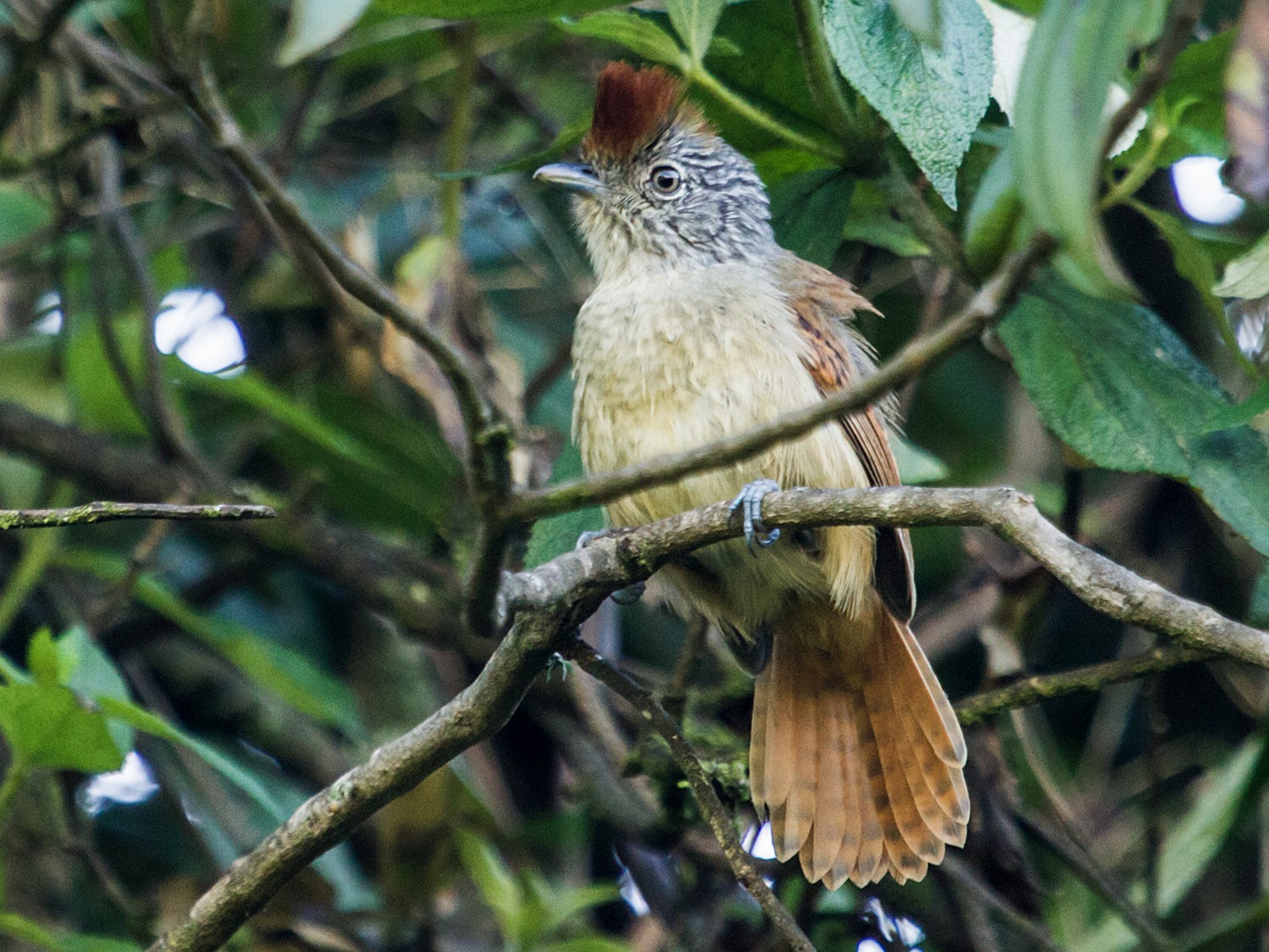 Batará de Chapman - eBird