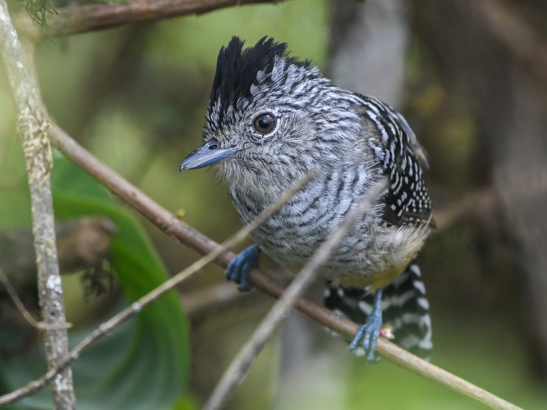 Batará de Chapman - eBird