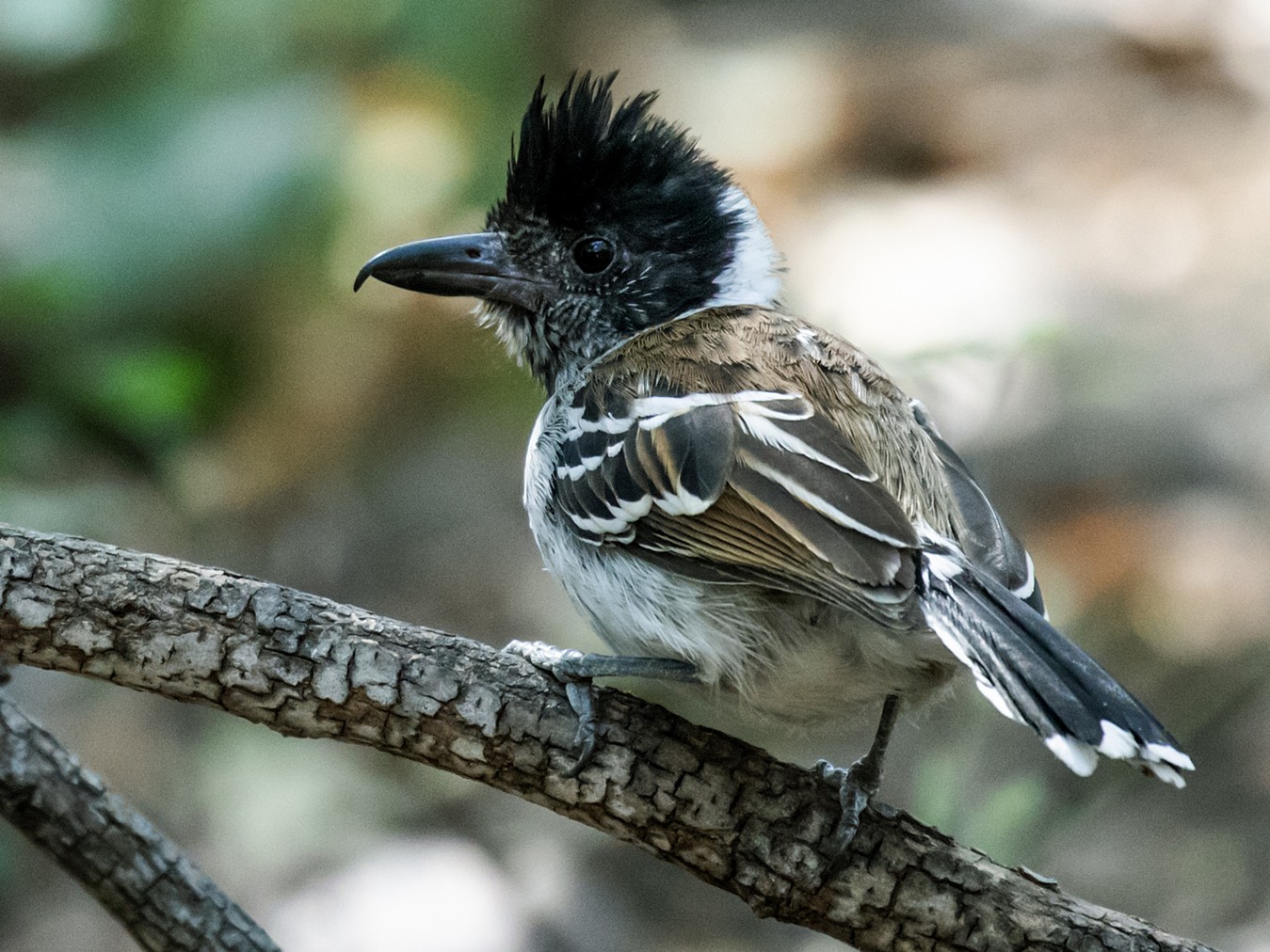 Batara de Bernard - eBird