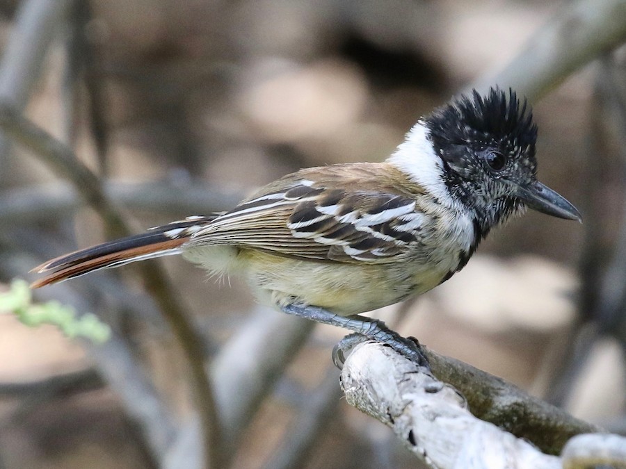 Collared Antshrike - eBird
