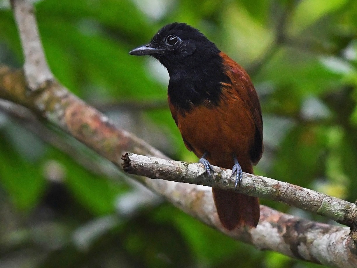 Cocha Antshrike - eBird