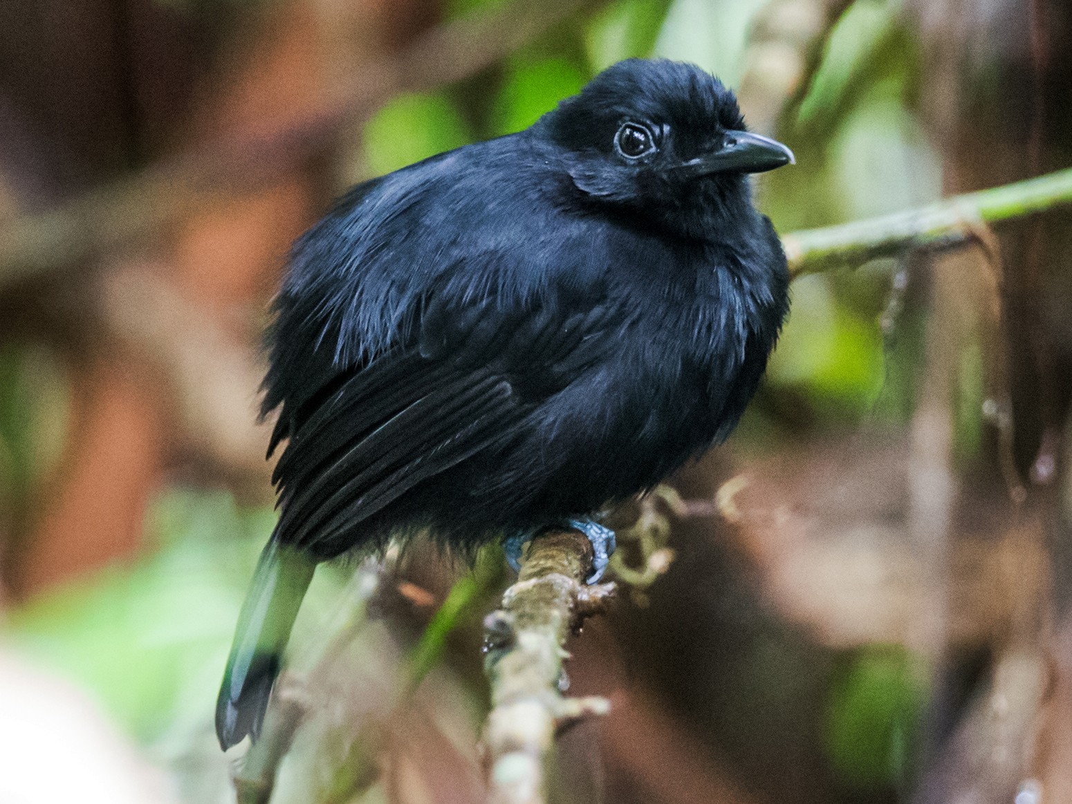 Cocha Antshrike - eBird