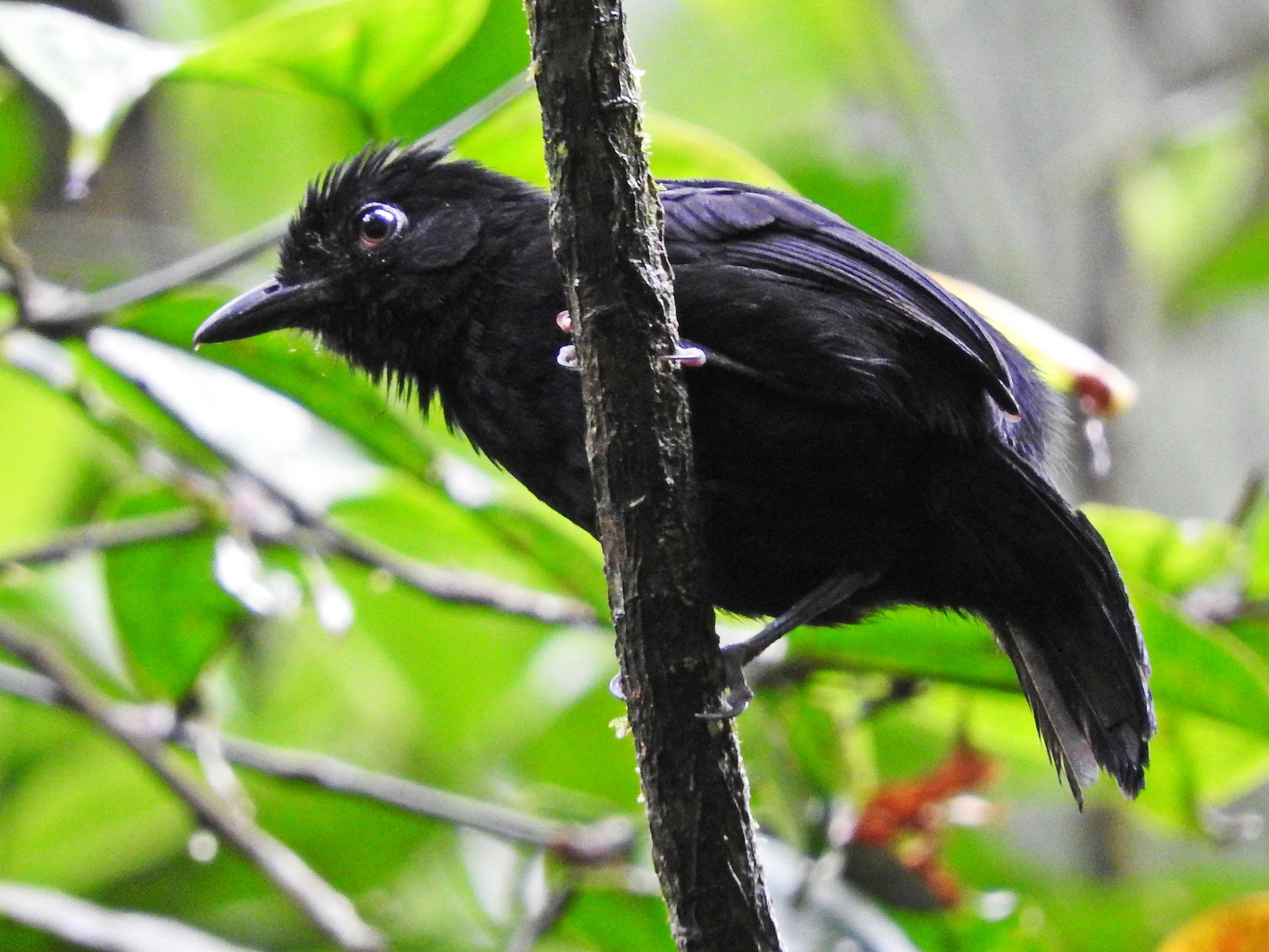 Batará de Cocha - eBird