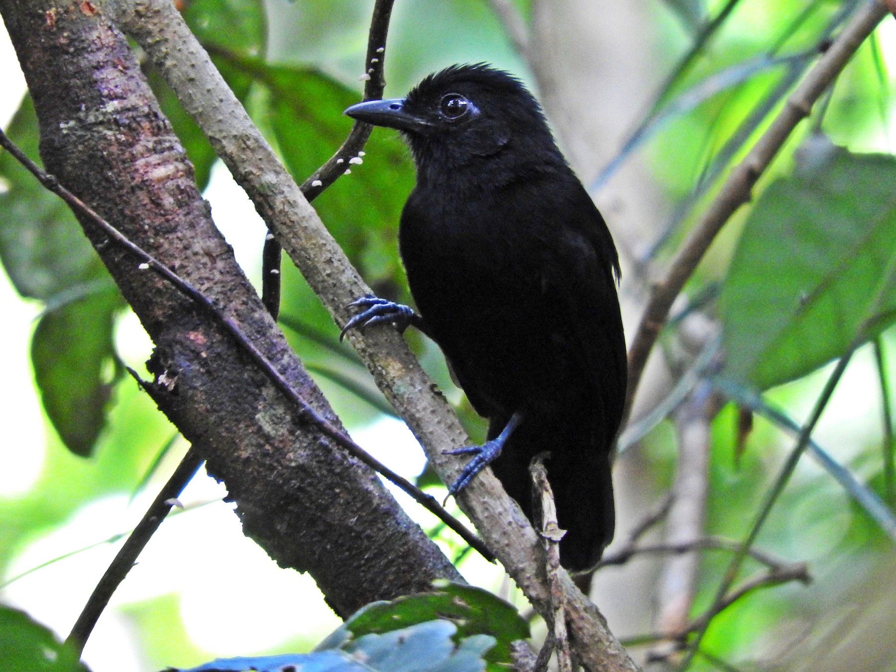 Cocha Antshrike - eBird