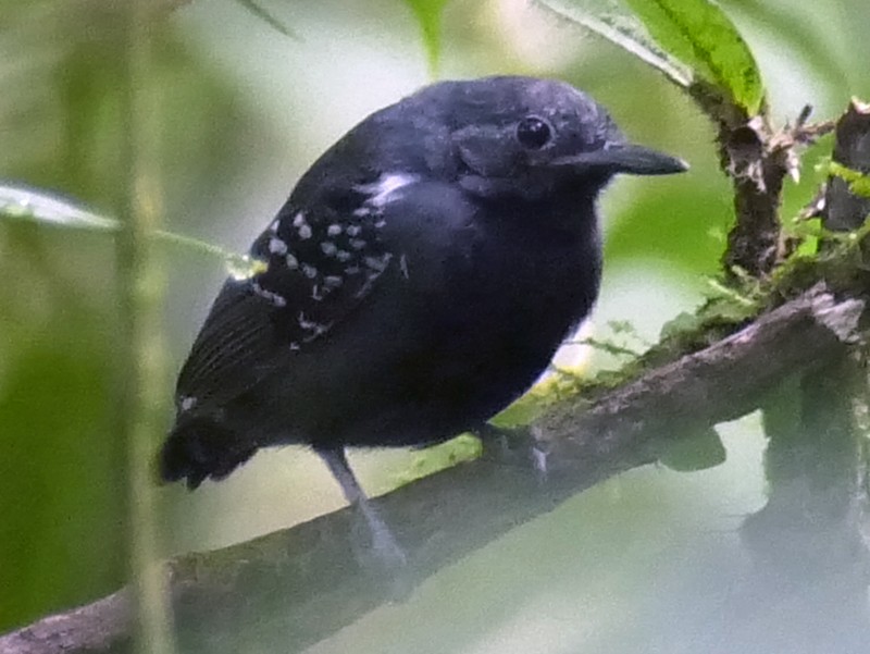 Rio Suno Antwren - eBird